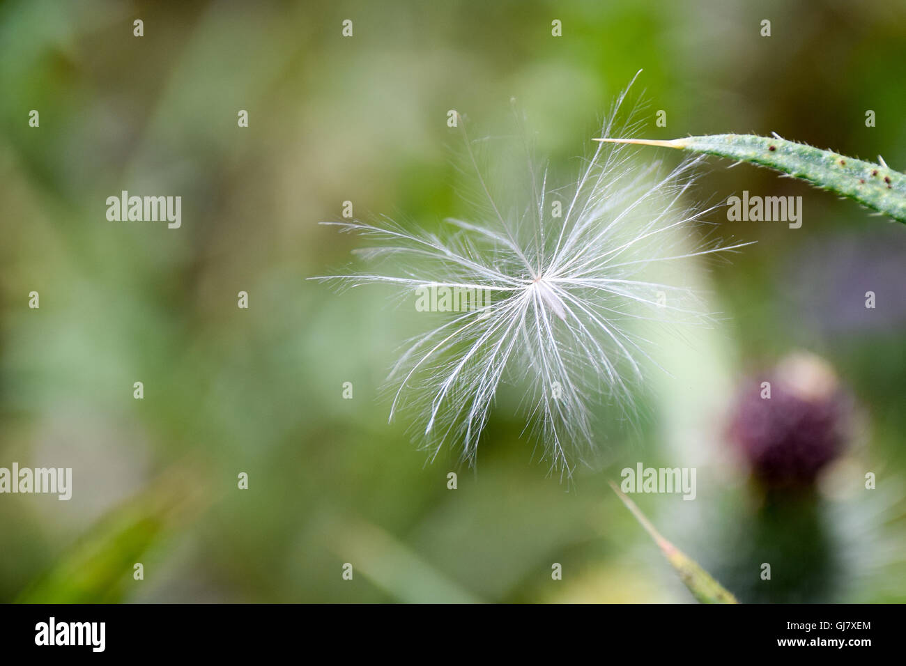 Dandelion seed caught on green nettle Stock Photo - Alamy
