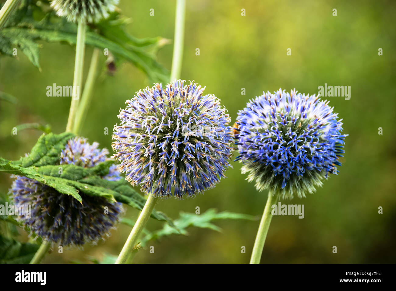 Common globe daisy hi-res stock photography and images - Alamy