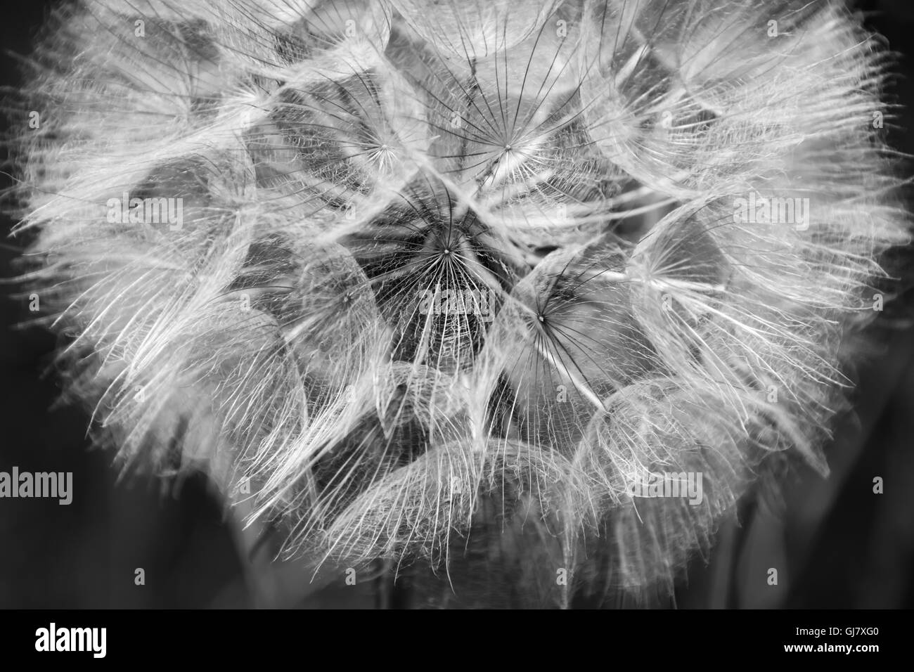 Weeds food Black and White Stock Photos & Images - Alamy