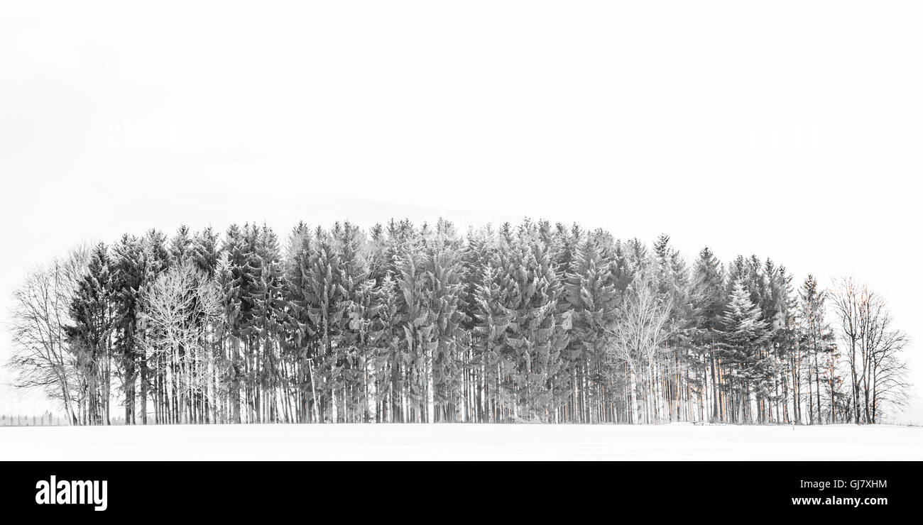 Group of spruces hi-res stock photography and images - Alamy
