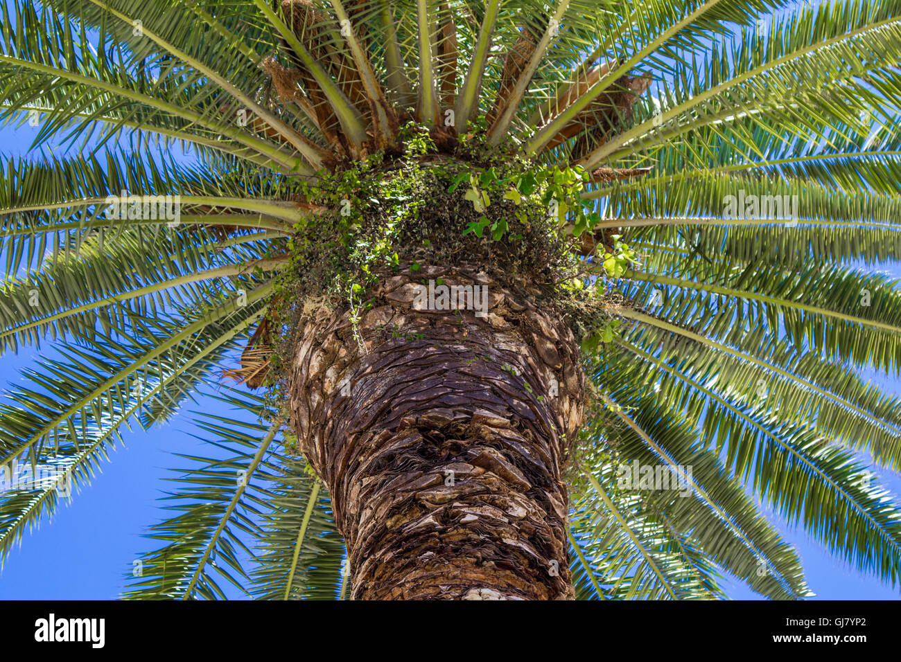 Canopy of palm leaves hi-res stock photography and images - Alamy