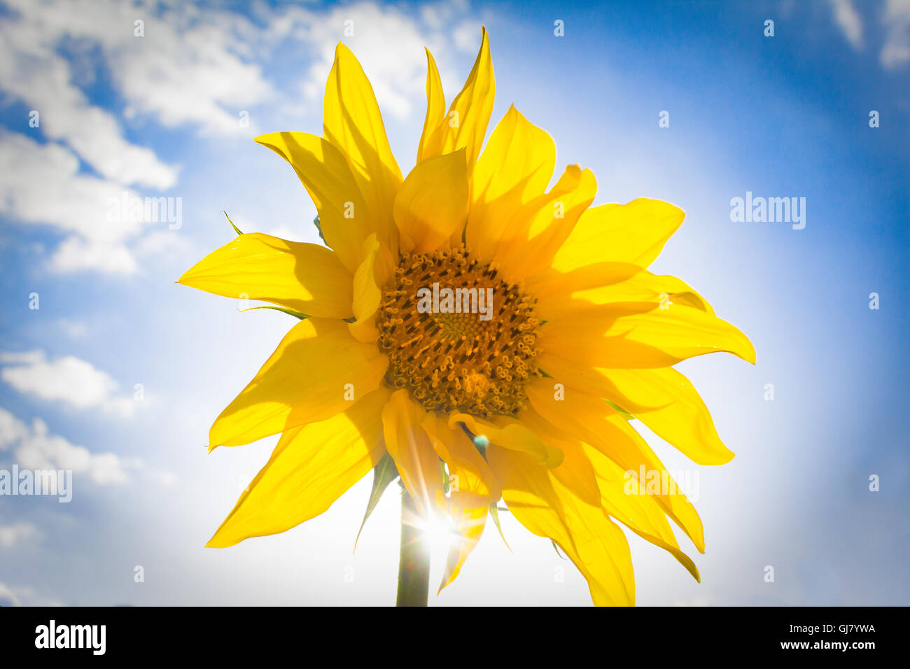 Sunflower sky hi-res stock photography and images - Alamy