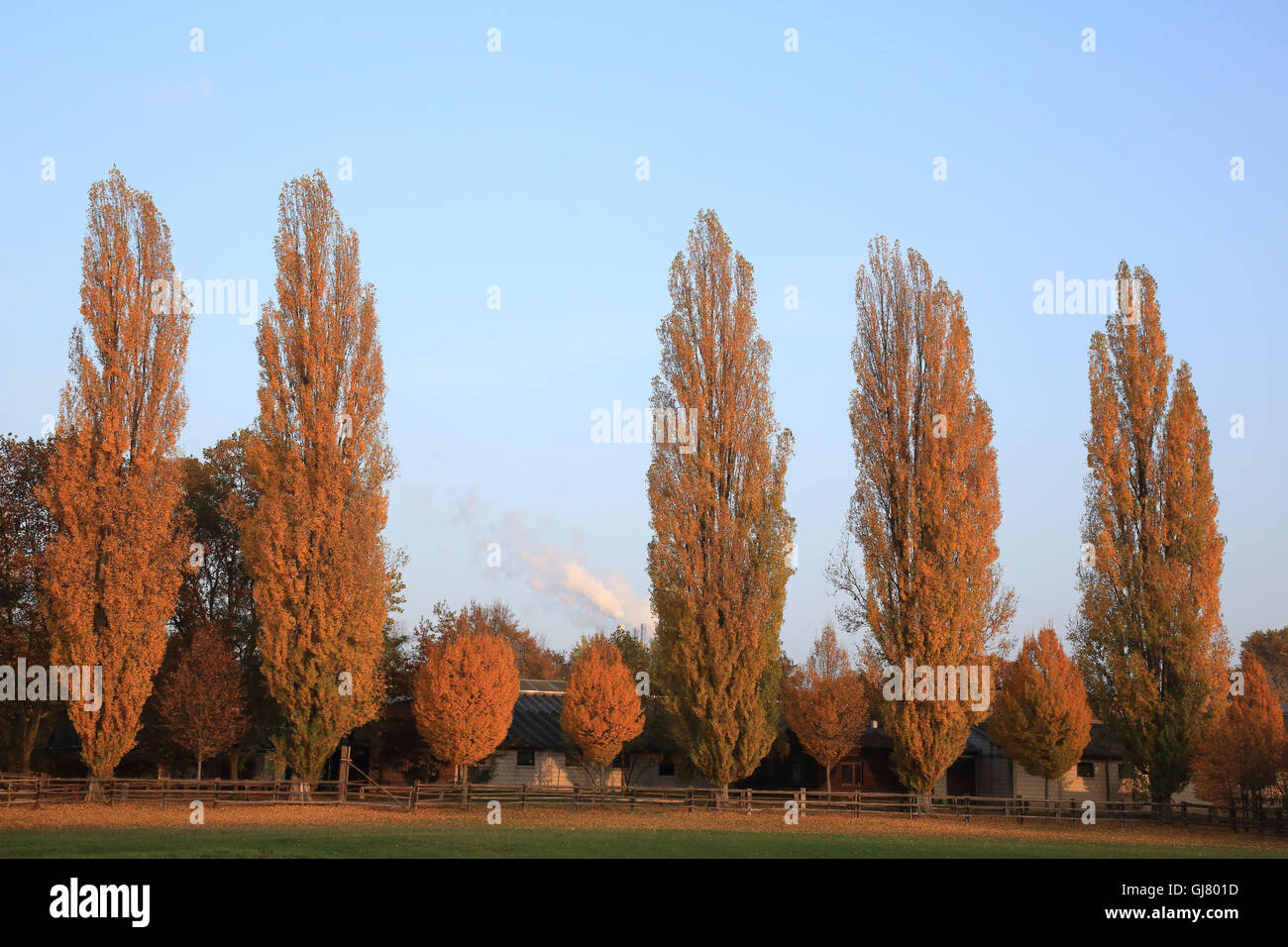 Black poplar in autumn, Populus nigra Stock Photo - Alamy