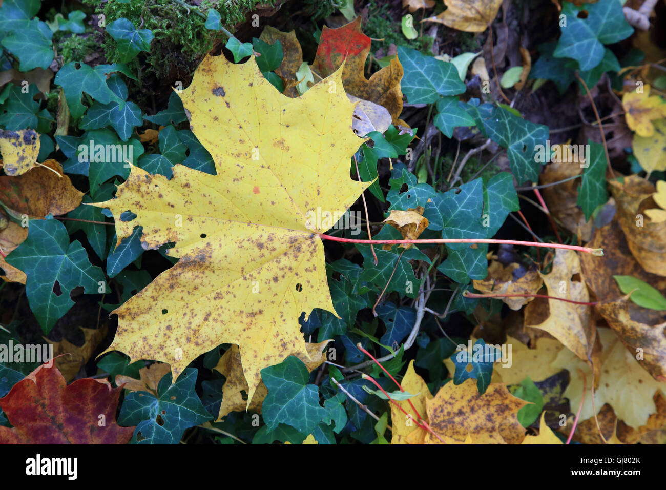 Leaf of a field maple Stock Photo - Alamy