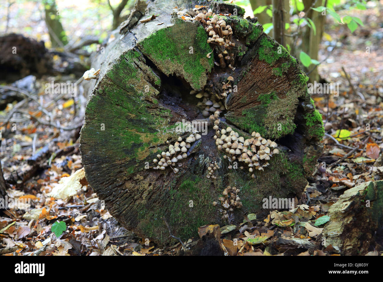 trunk with fairy inkcap, Coprinus disseminatus Stock Photo - Alamy