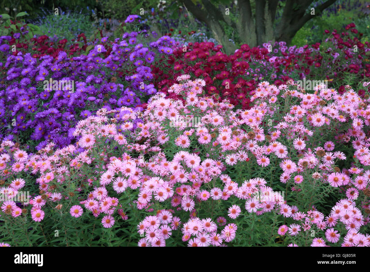 Button Aster Stock Photos & Button Aster Stock Images - Alamy