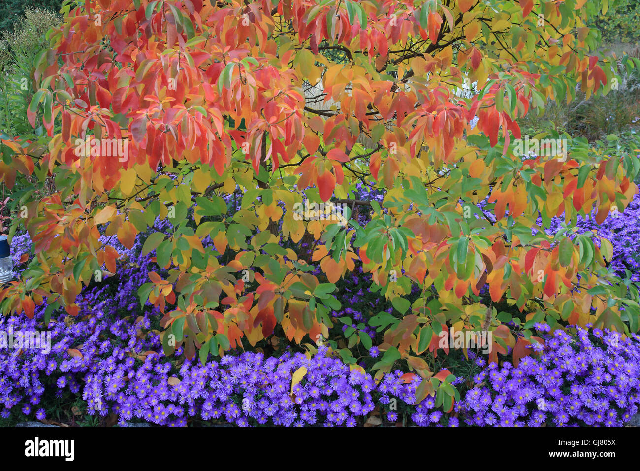 Button aster hi-res stock photography and images - Alamy