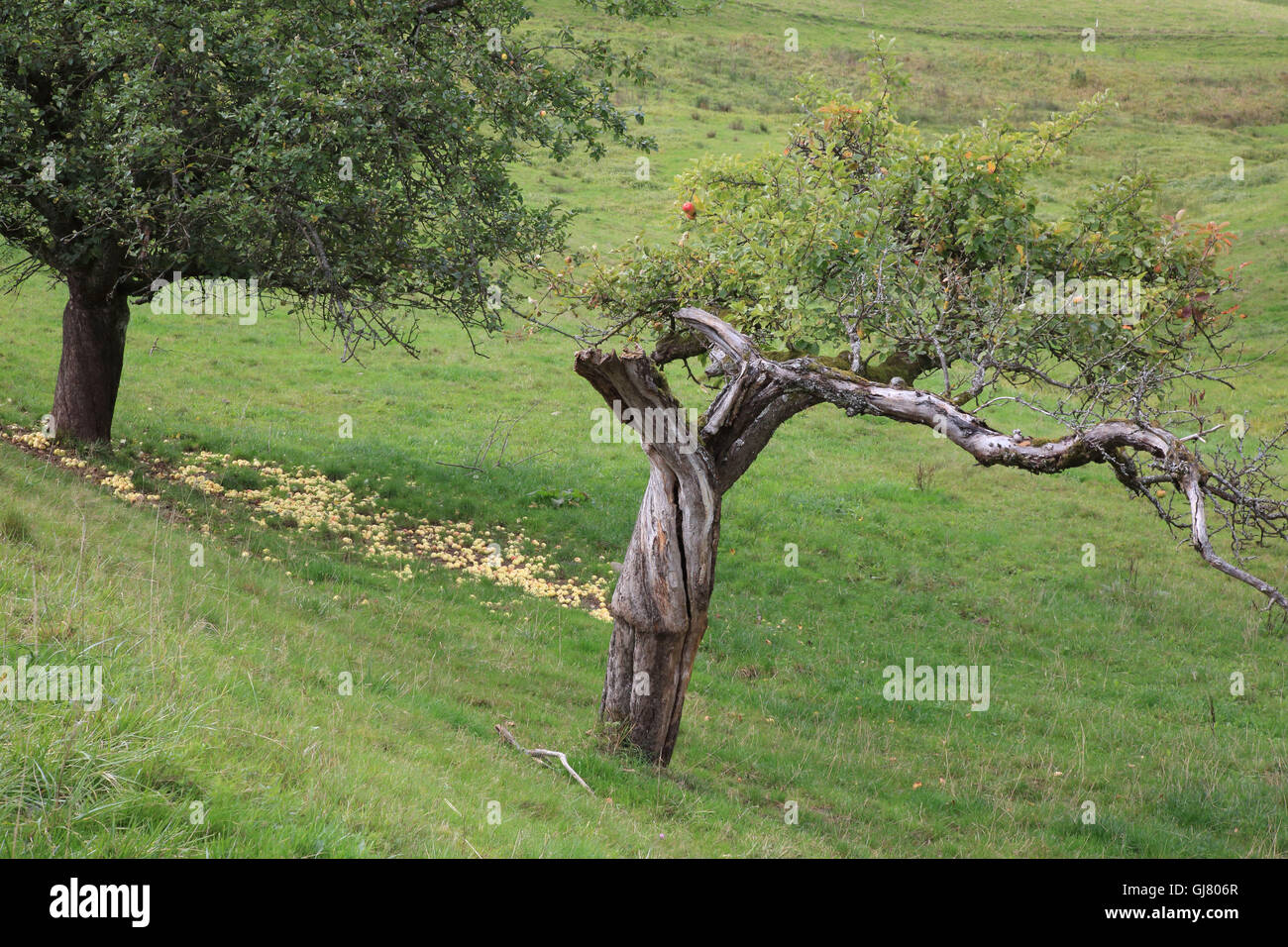 Old apple tree Stock Photo - Alamy
