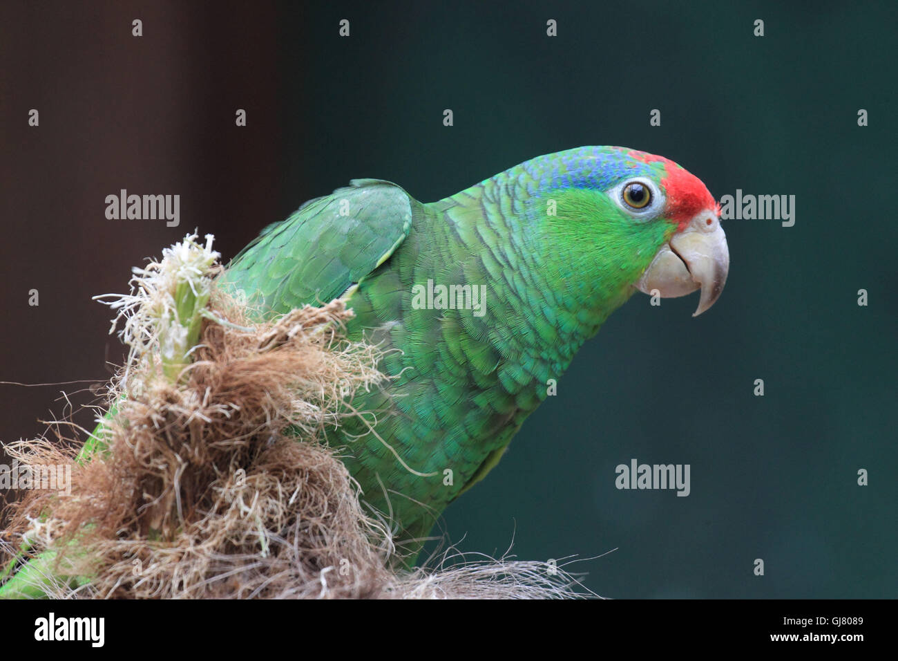 red crowned amazon Stock Photo - Alamy