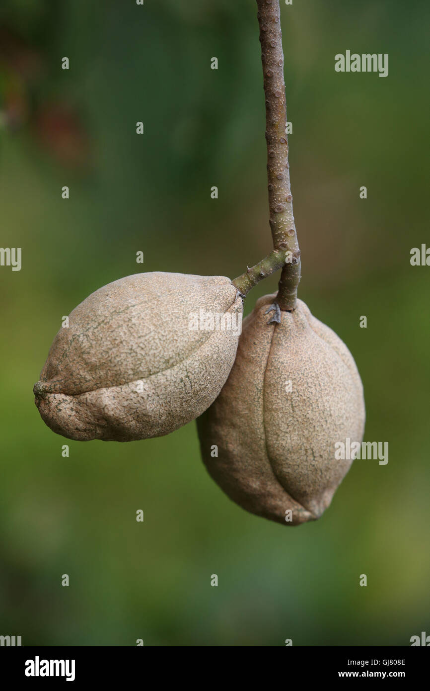 California buckeye hi-res stock photography and images - Alamy