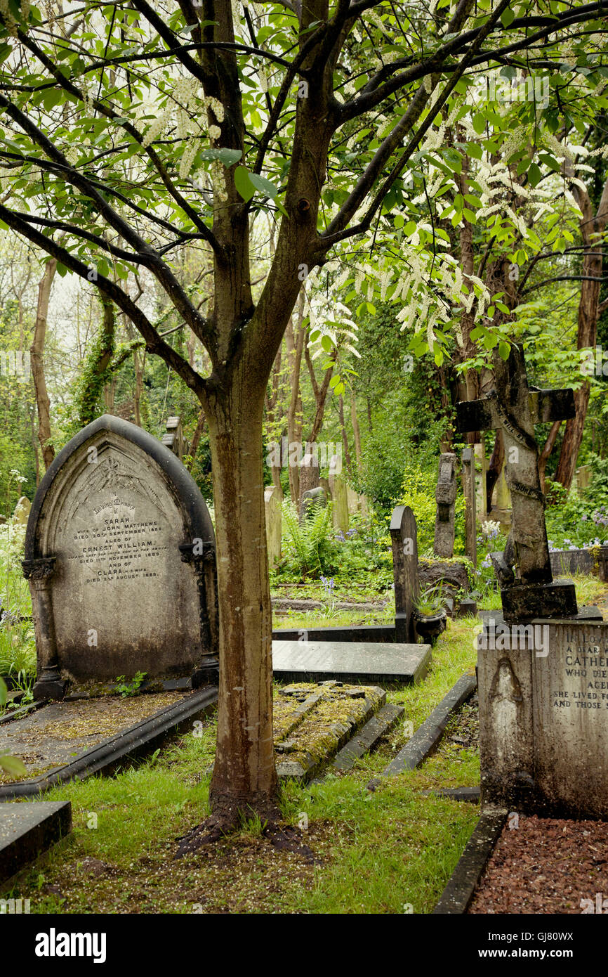 Cemetery, gravestone, memory, trees Stock Photo - Alamy