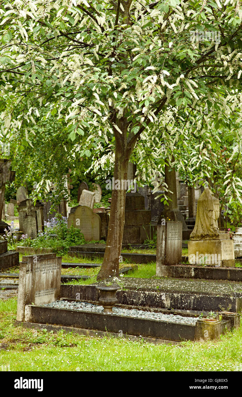 Cemetery, gravestone, memory, trees Stock Photo - Alamy