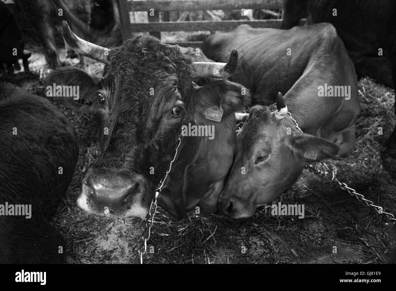 Farm cowshed Black and White Stock Photos & Images - Alamy