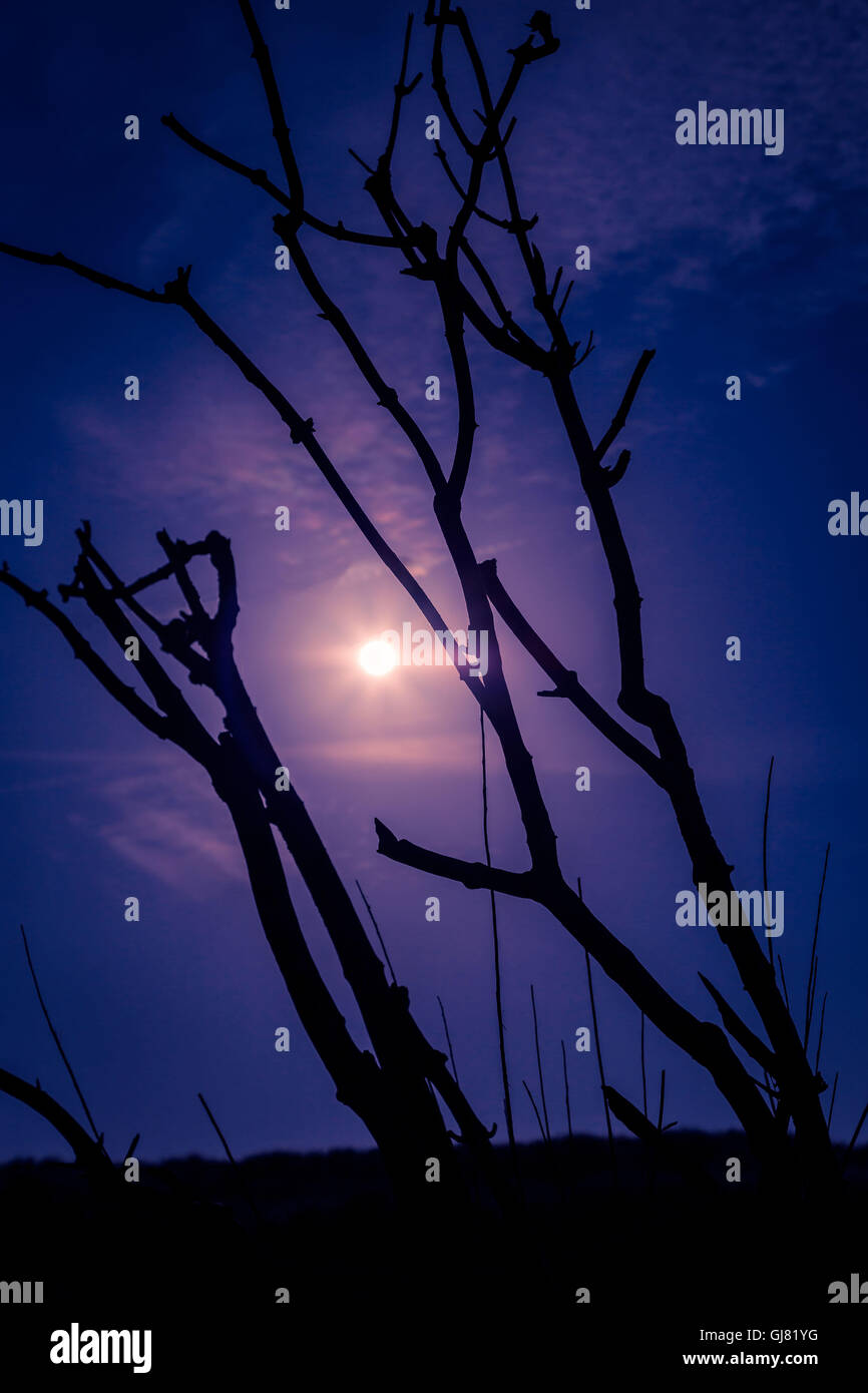 Branches in backlight, Sone, silhouette Stock Photo - Alamy