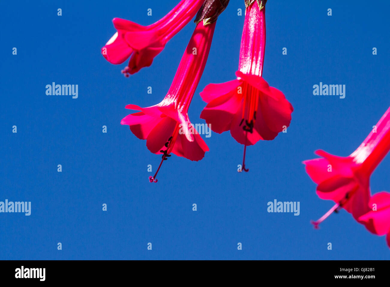 the Cantuta, the sacred flower of the Incas and National Flower of Peru ...