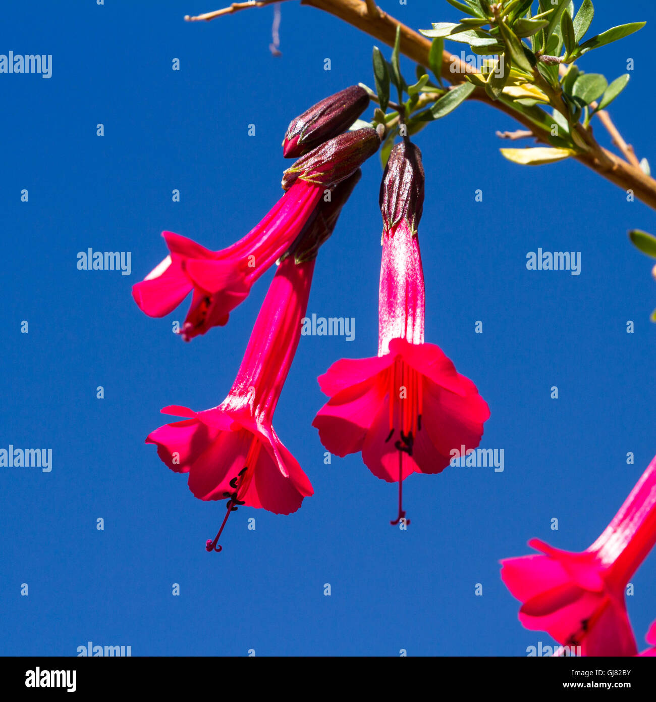 the Cantuta, the sacred flower of the Incas and National Flower of Peru ...