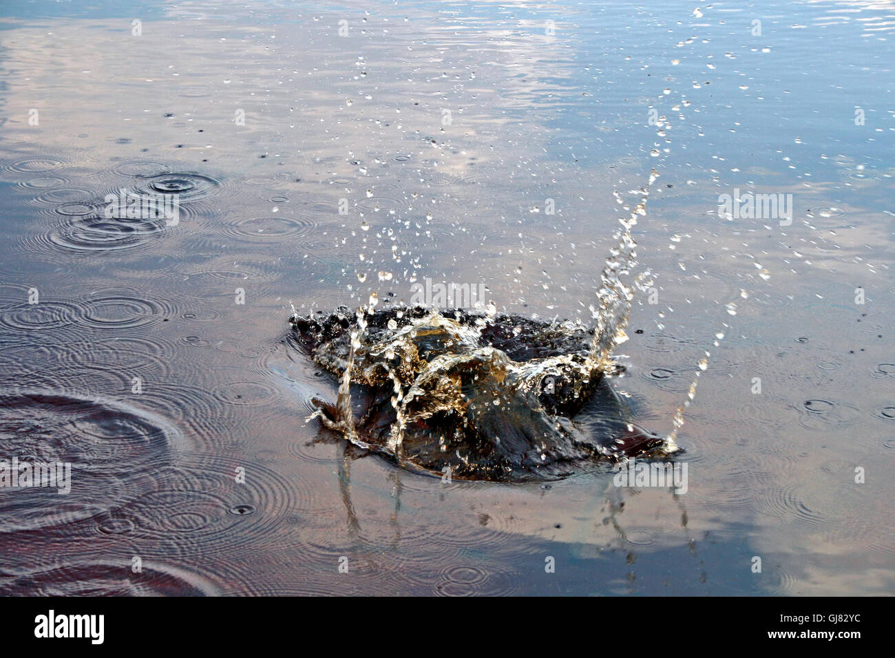 Raindrop in a puddle of water hi-res stock photography and images - Alamy