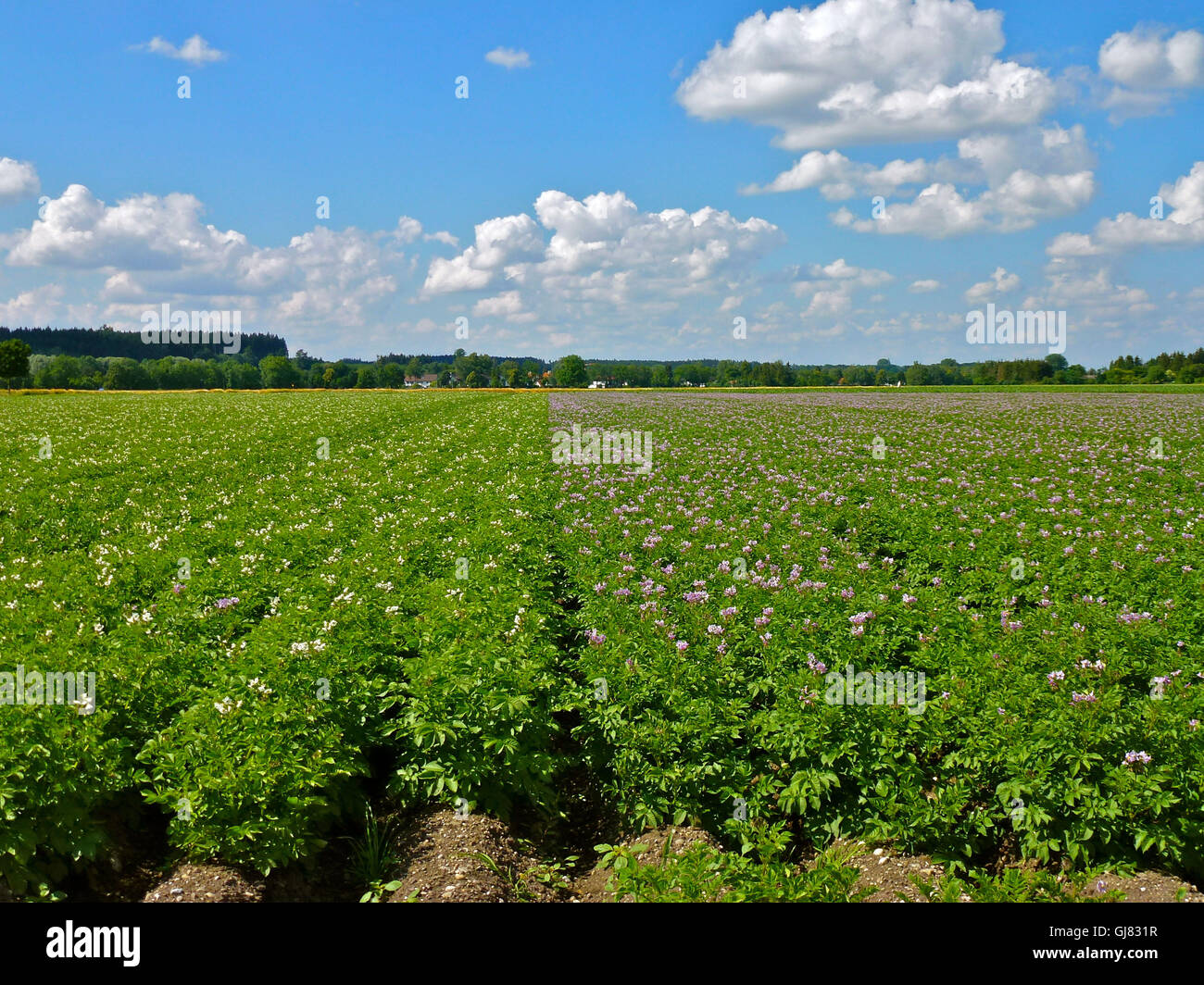 Potato field close Germering, Germany, Bavaria, Upper Bavaria Stock ...