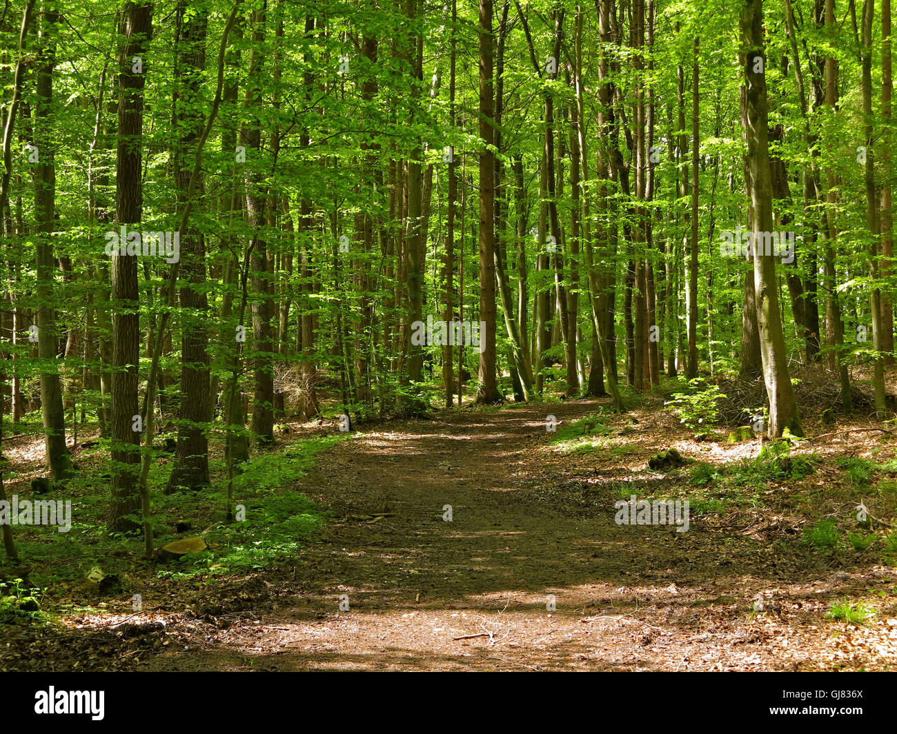 Fünfseenland region, lake, Lake Ammer, Germany, Eching, Bavaria, Upper ...