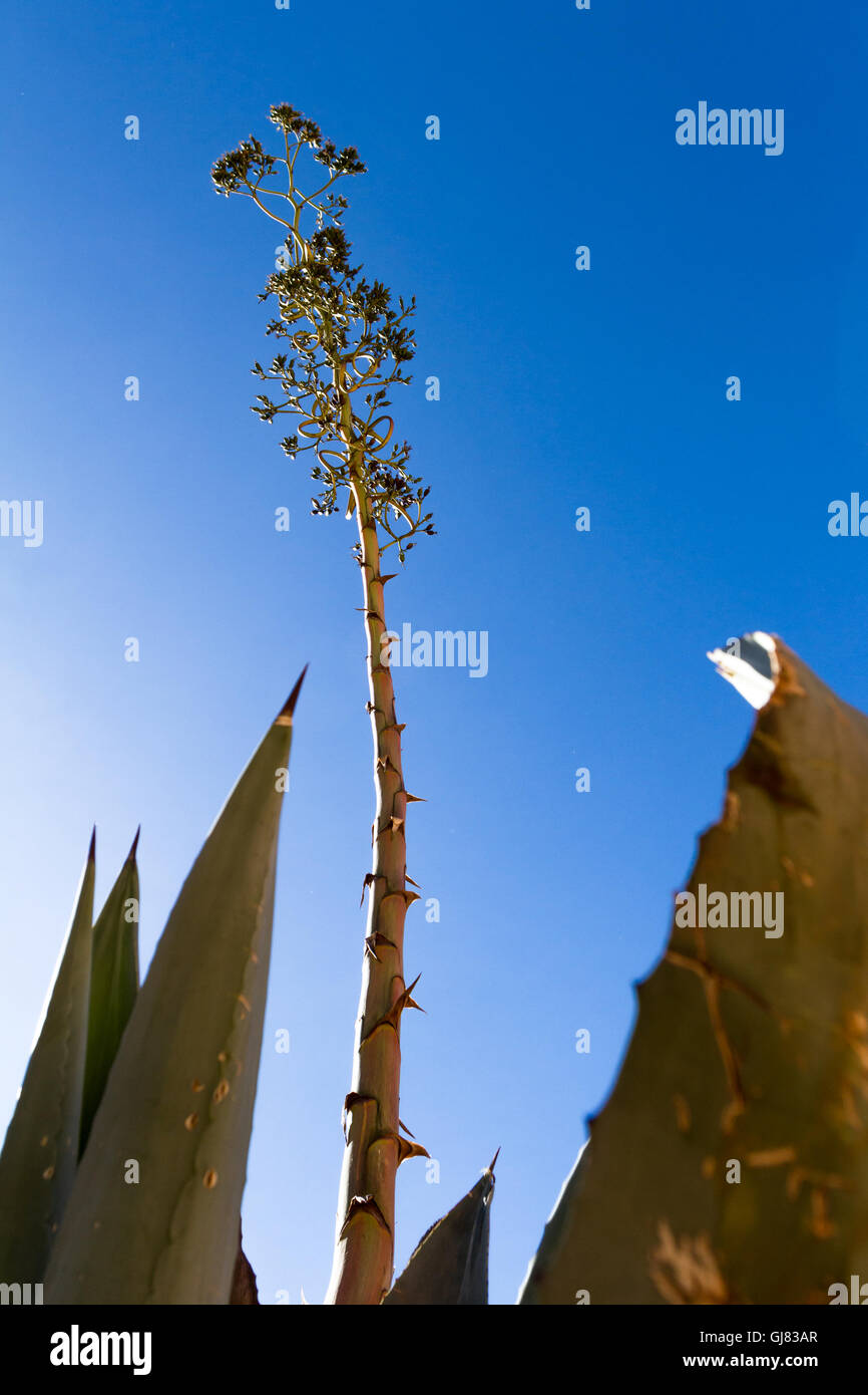 Tall agave stem hi-res stock photography and images - Alamy