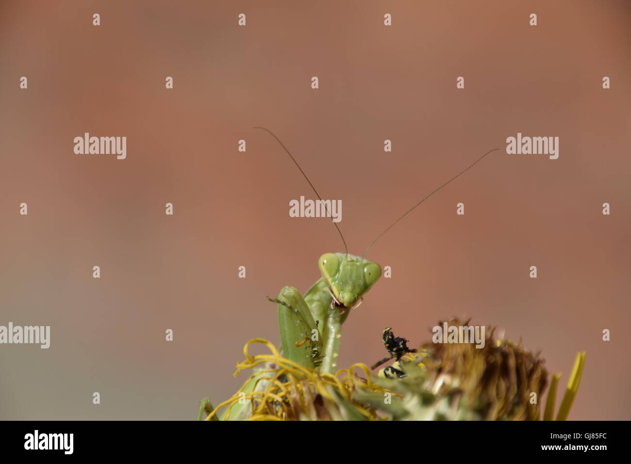 The female praying mantis devouring wasp. The female mantis religios ...