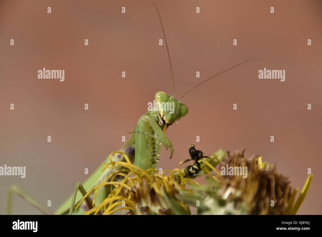The female praying mantis devouring wasp. The female mantis religios ...