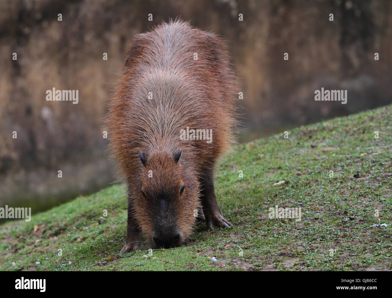 Capybara (Hydrochoerus hydrochaeris Stock Photo - Alamy
