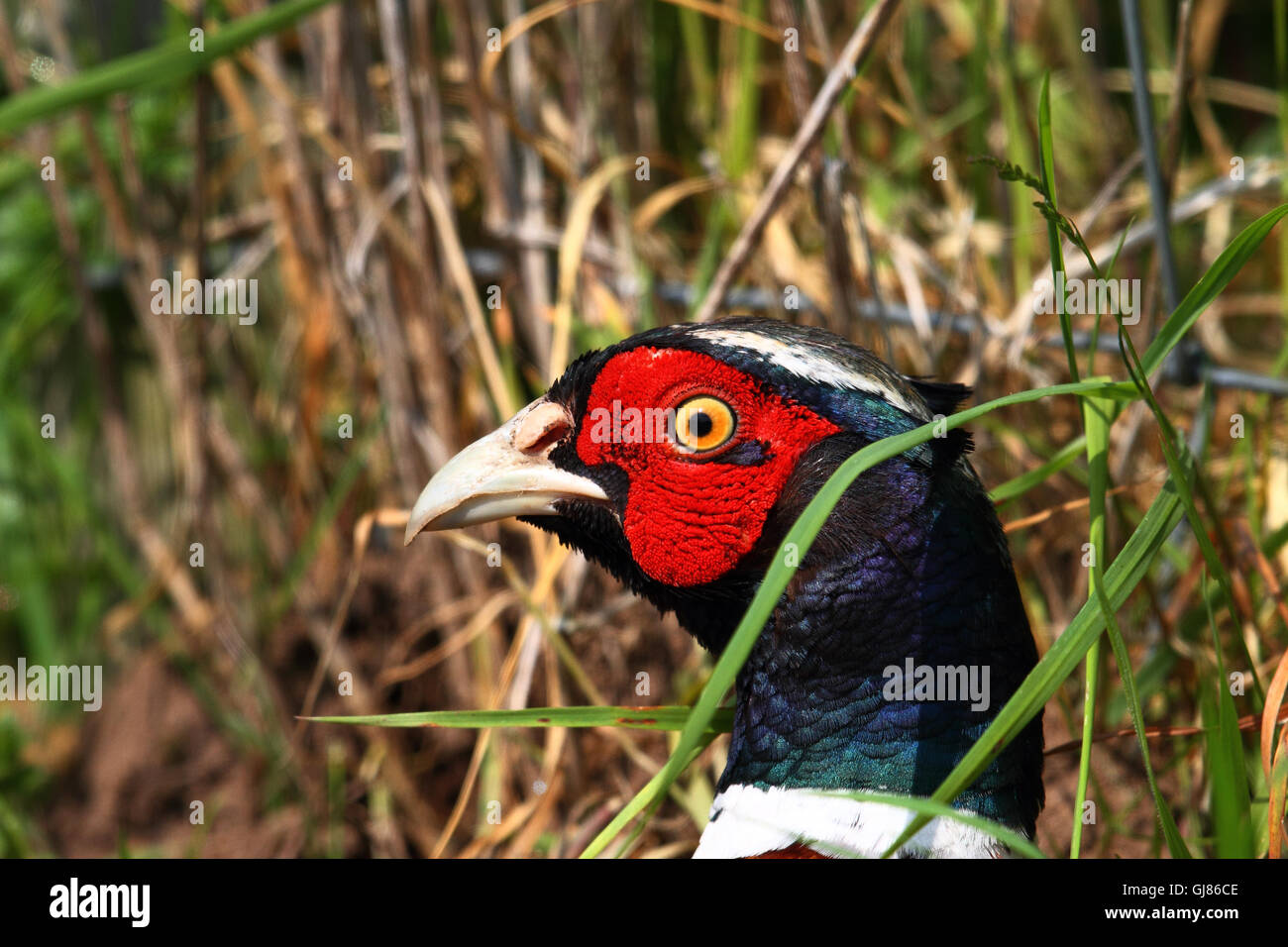 Juvenile pheasant hi-res stock photography and images - Alamy