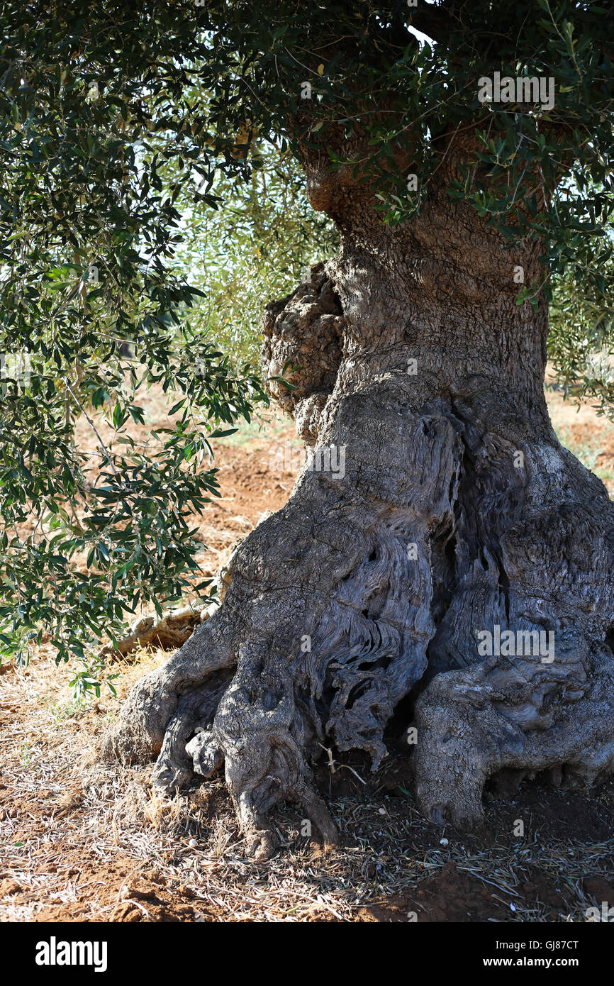 Olive tree near Lecce, Apulia, Italy Stock Photo - Alamy