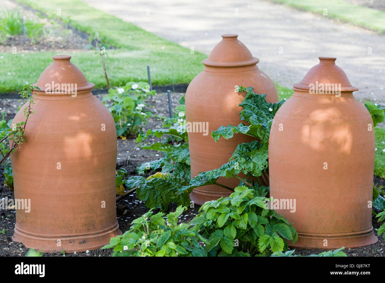 Terracotta rhubarb forcer hi-res stock photography and images - Alamy