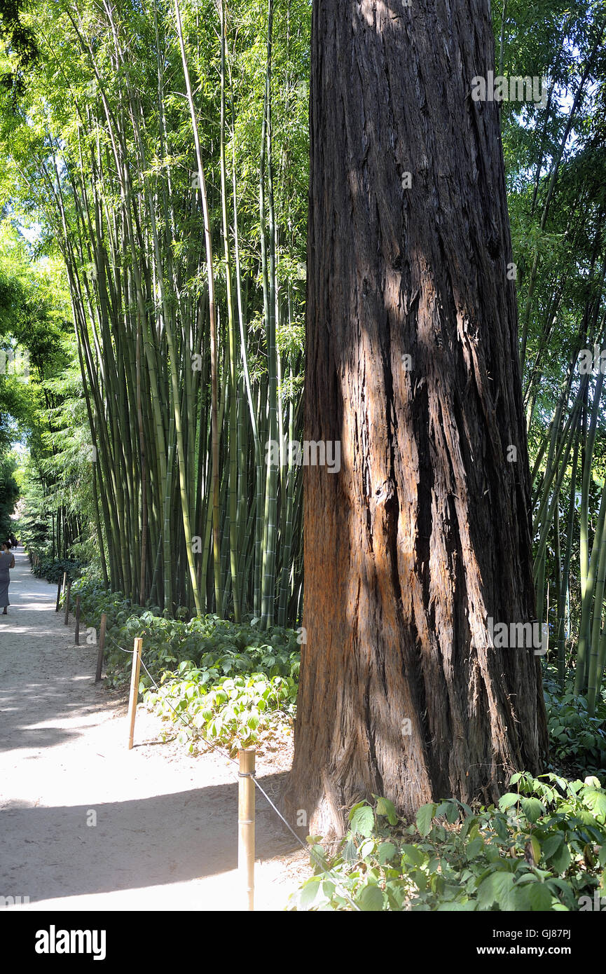 Redwood in the park of Anduze bamboo where almost all species are ...
