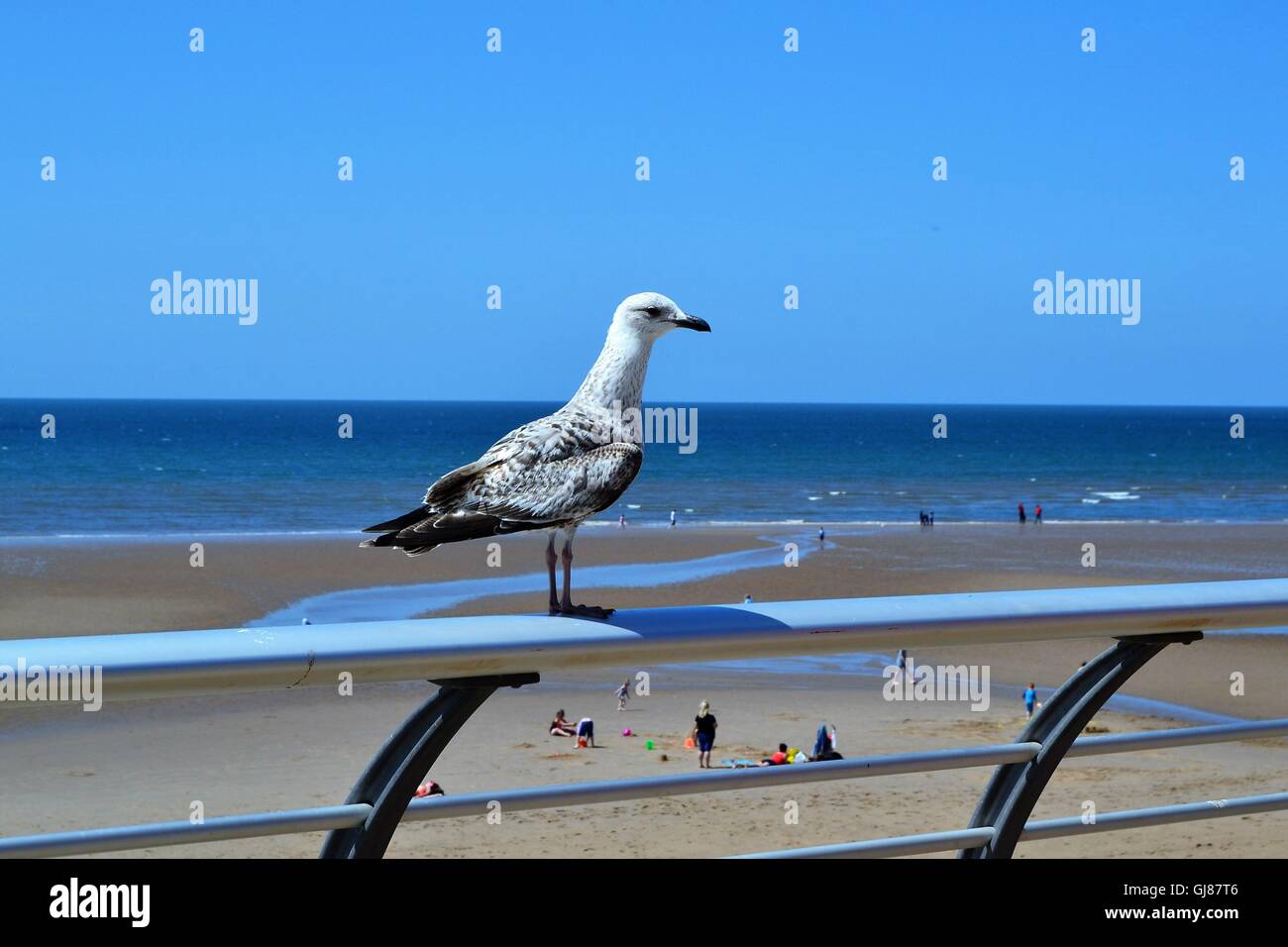 Lone Seagull at Blackpool Promenade Stock Photo - Alamy