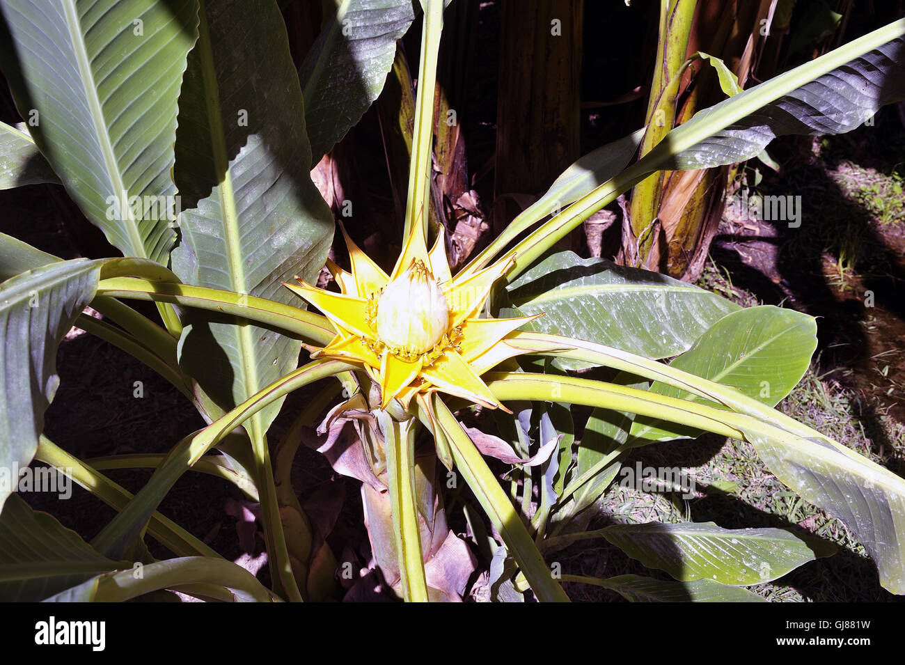 banana tree in the park Anduze bamboo where almost all species are ...