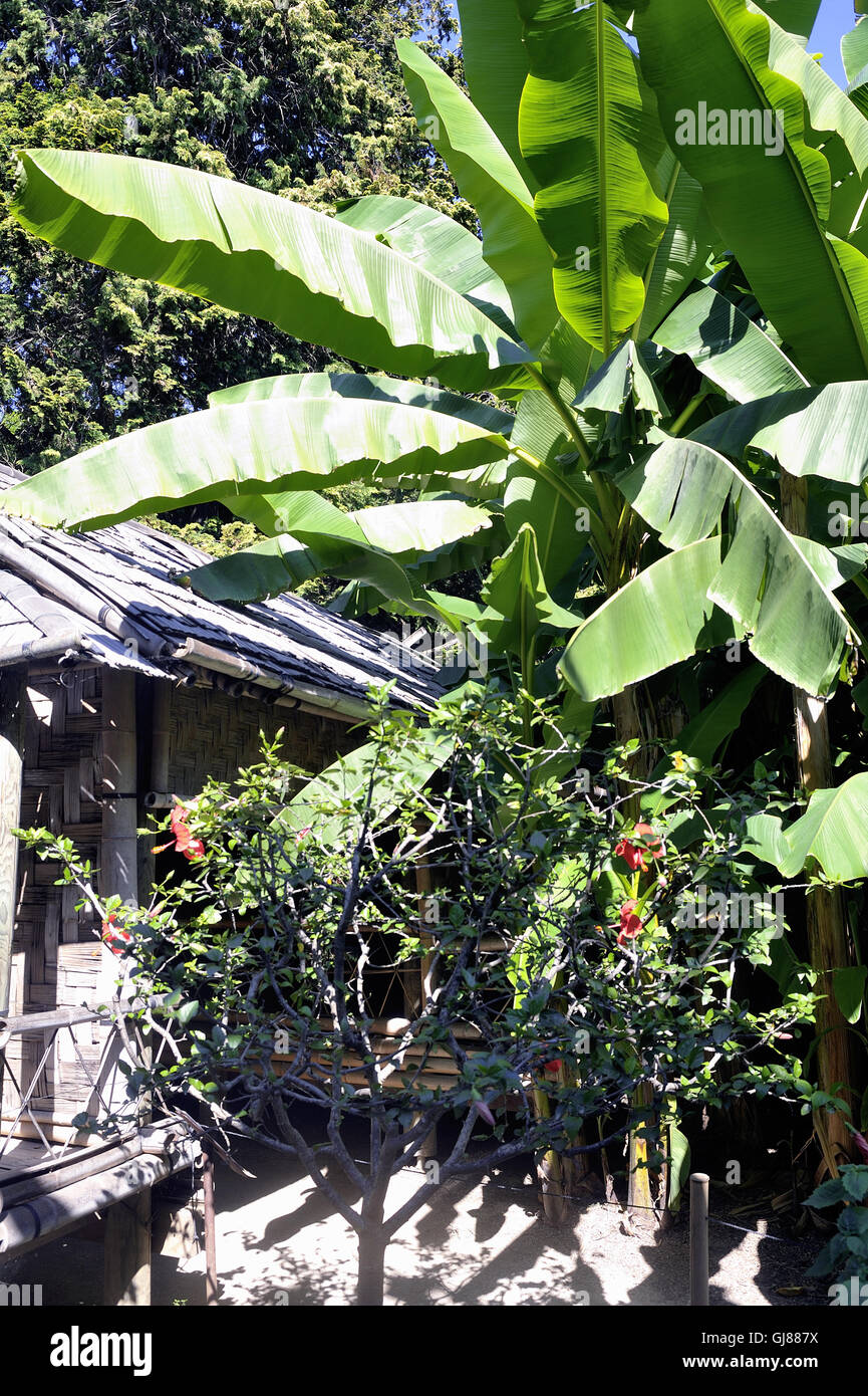 banana tree in the park Anduze bamboo where almost all species are ...