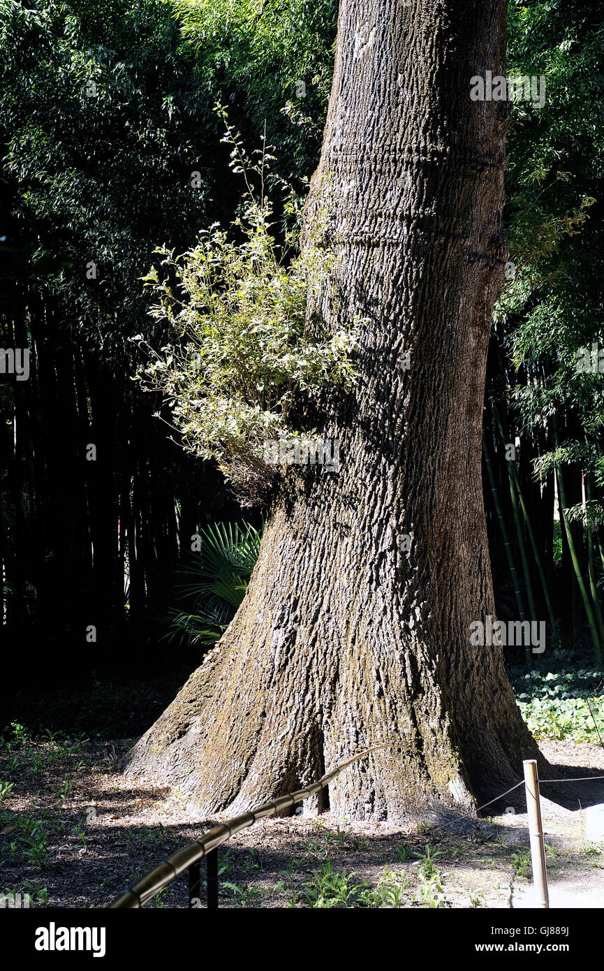 An old oak tree in the middle of a bamboo forest Stock Photo - Alamy