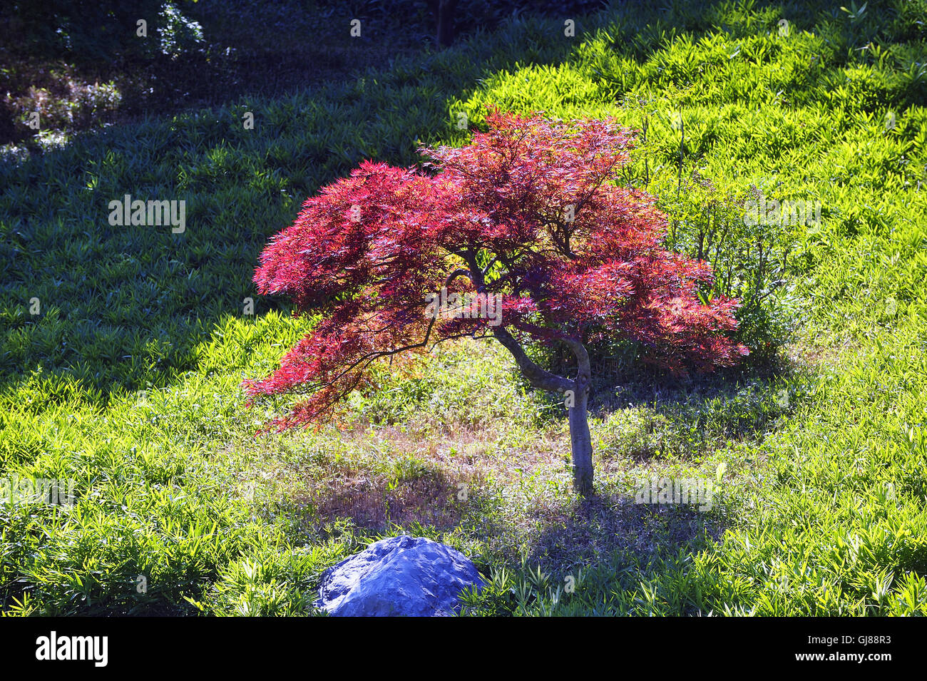 Japanese Garden Park Anduze bamboo where almost all species are ...