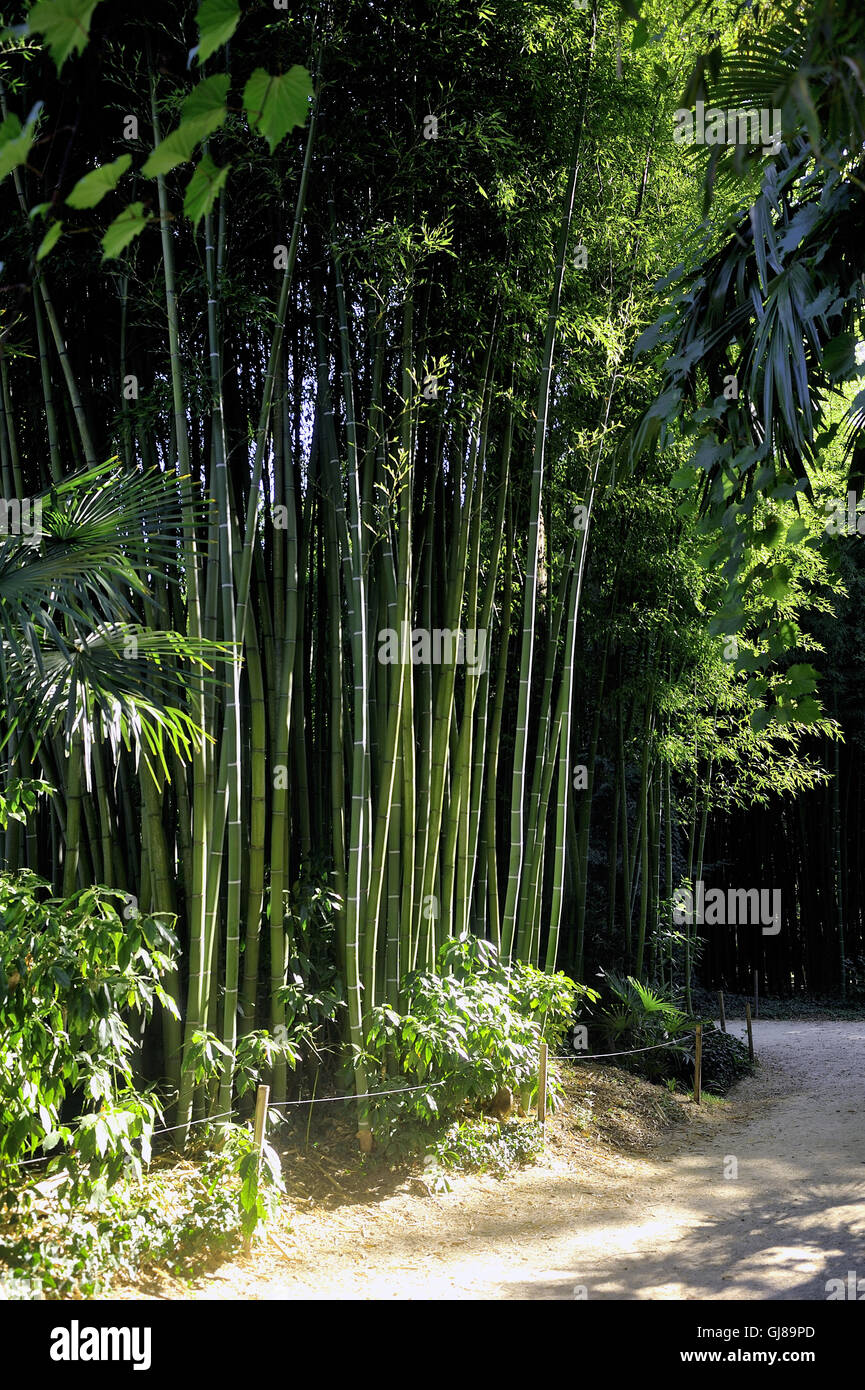 Park Anduze bamboo where almost all species are represented and ...