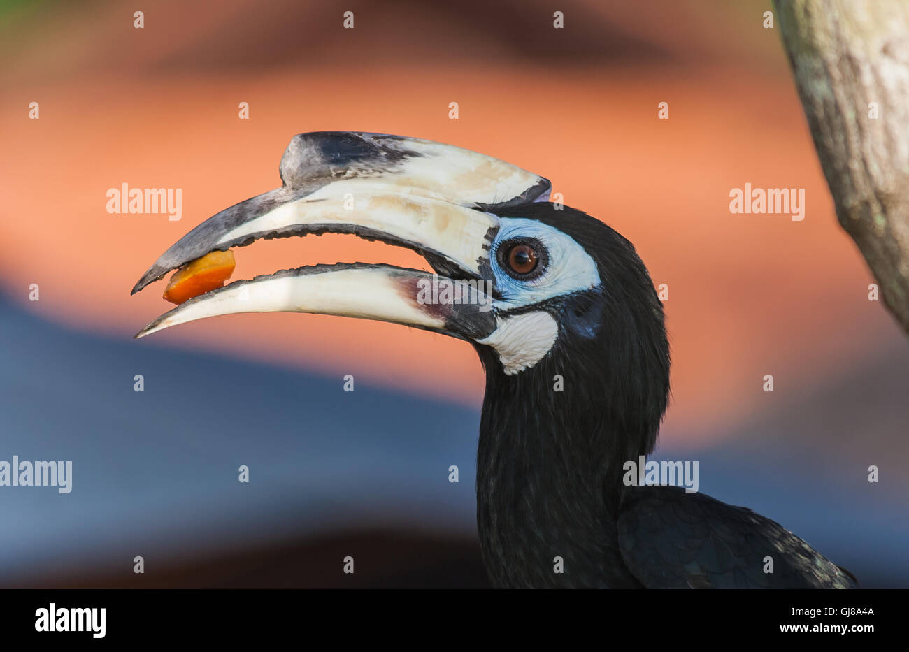 Stunning colorful Hornbill eating fruit against a blue and orange ...