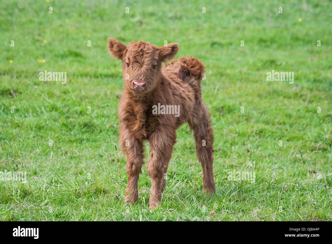 Highlander calf that was born the day before Stock Photo - Alamy