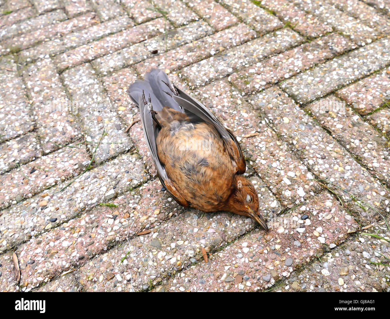 Bird lying on ground dead hi-res stock photography and images - Alamy