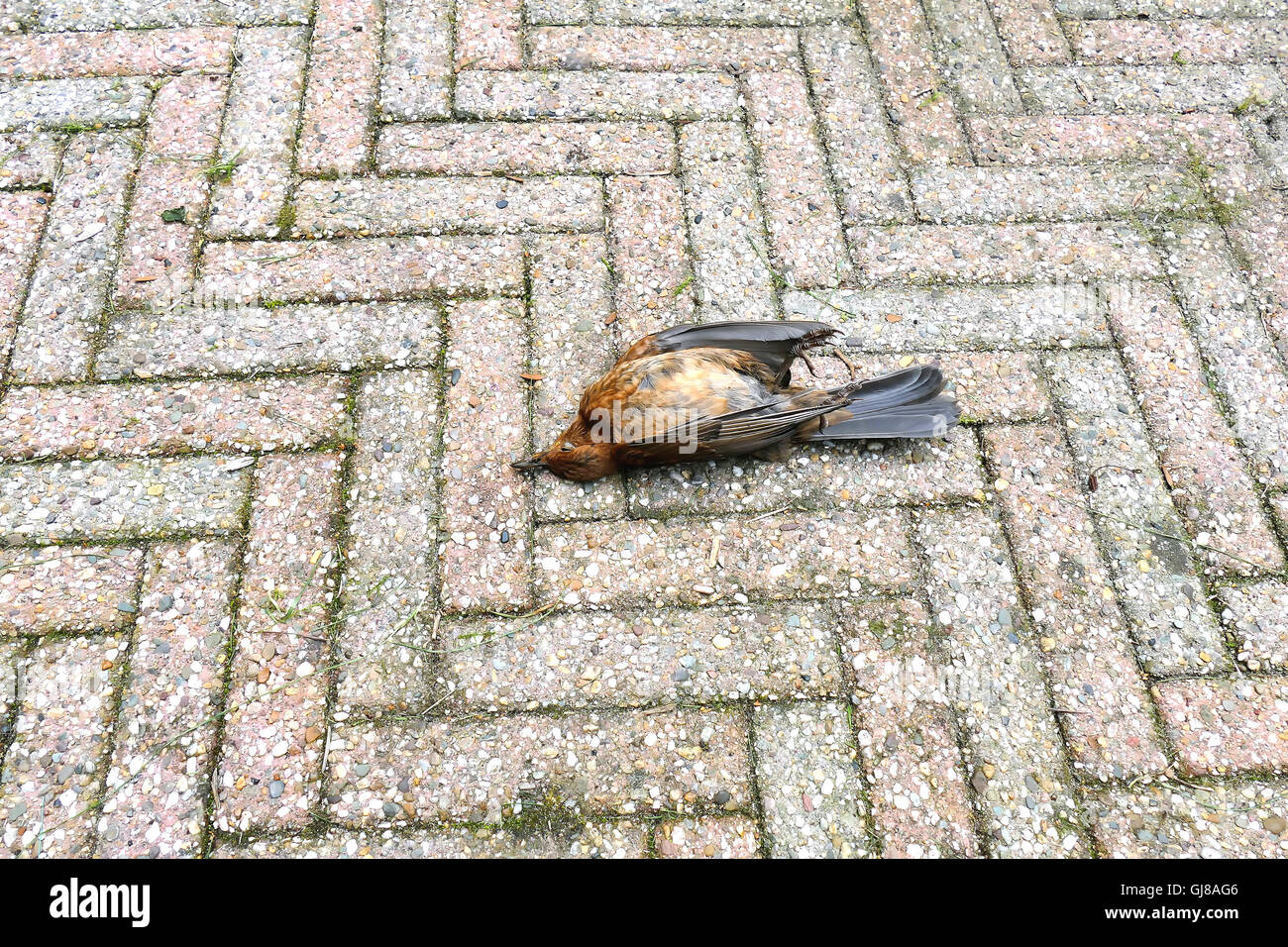 Bird lying on ground dead hi-res stock photography and images - Alamy