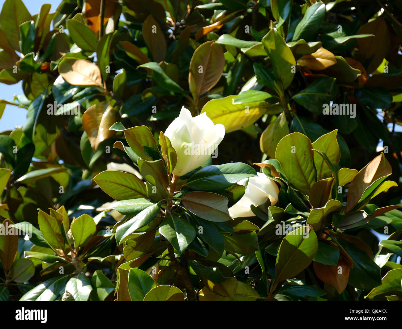 Magnolia tree isolated hi-res stock photography and images - Alamy