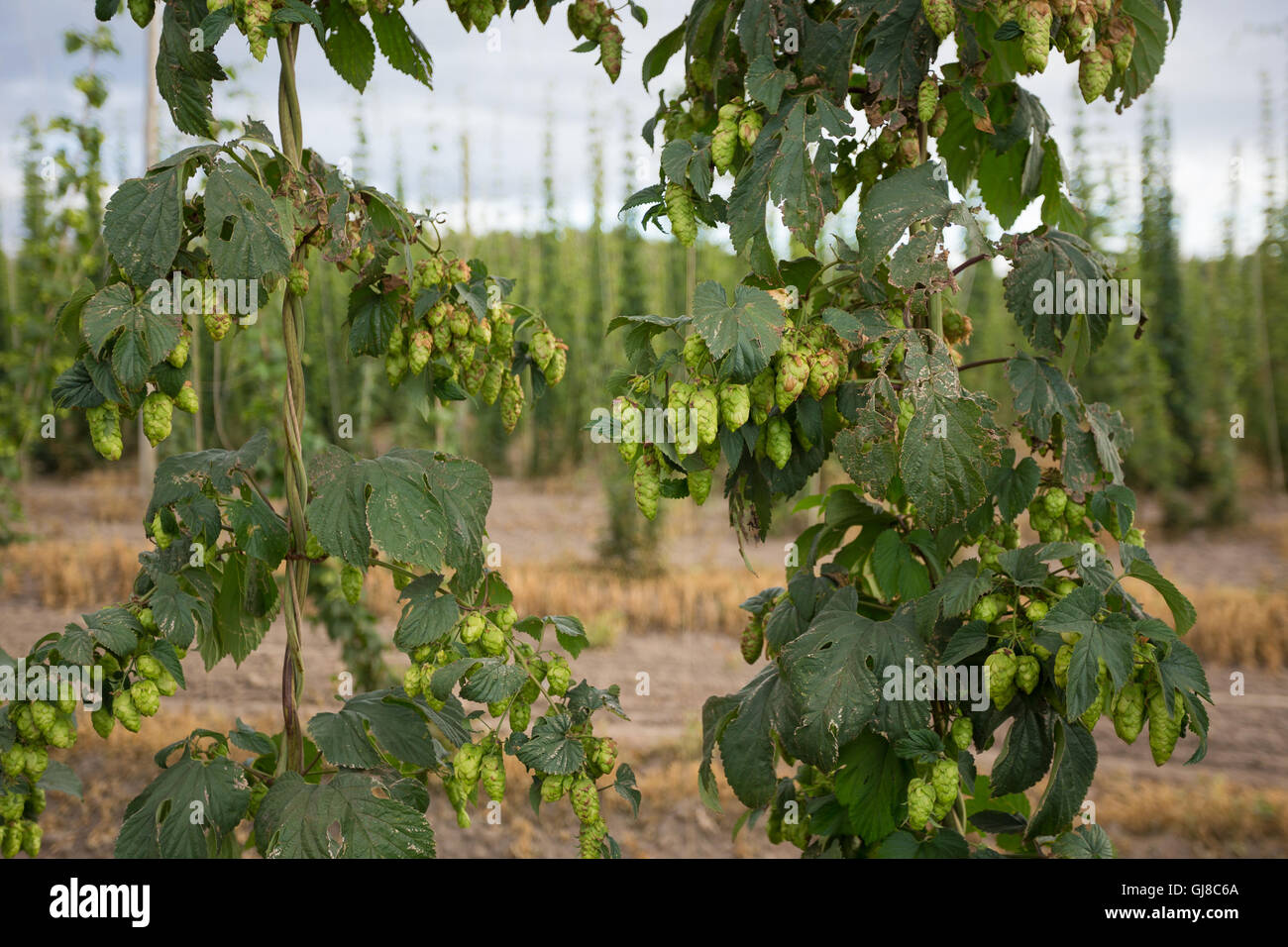 Hop farm where farmers are growing hops commercially to supply the ...