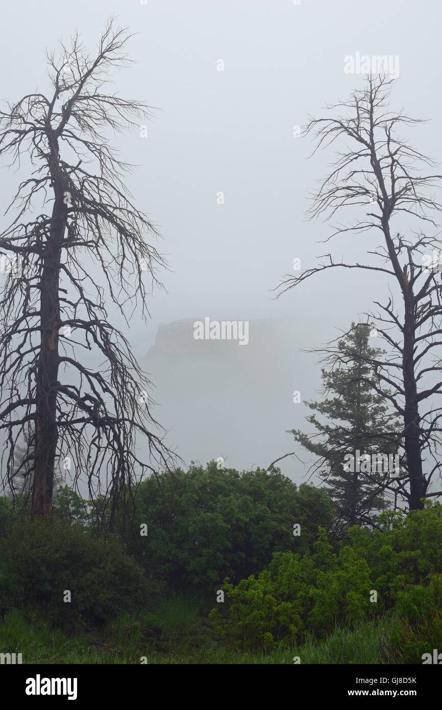 Trees in Fog Stock Photo - Alamy