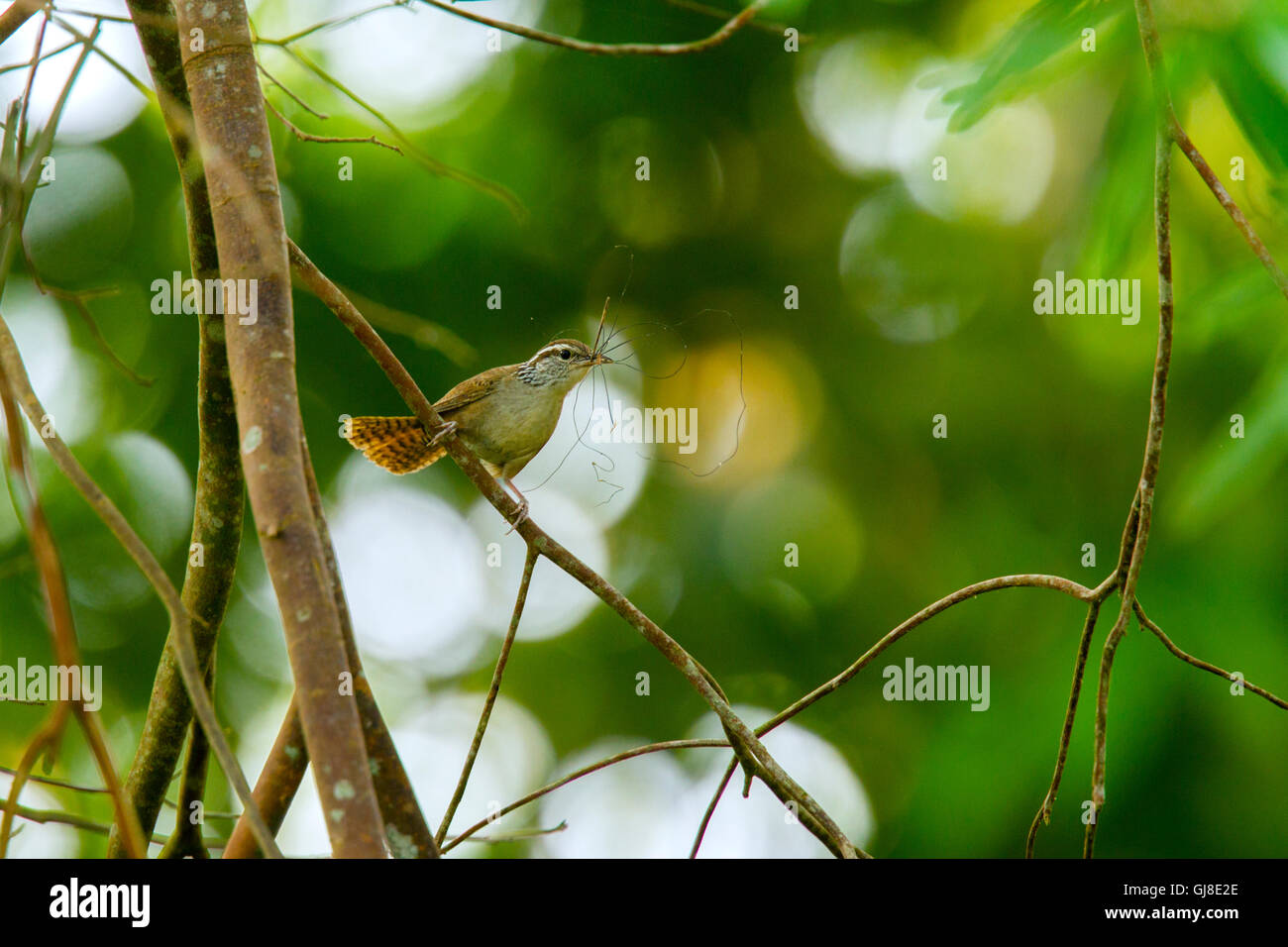 Sinaloa Wren Thryothorus sinaloa El Tuito, Jalisco, Mexico 14 June ...