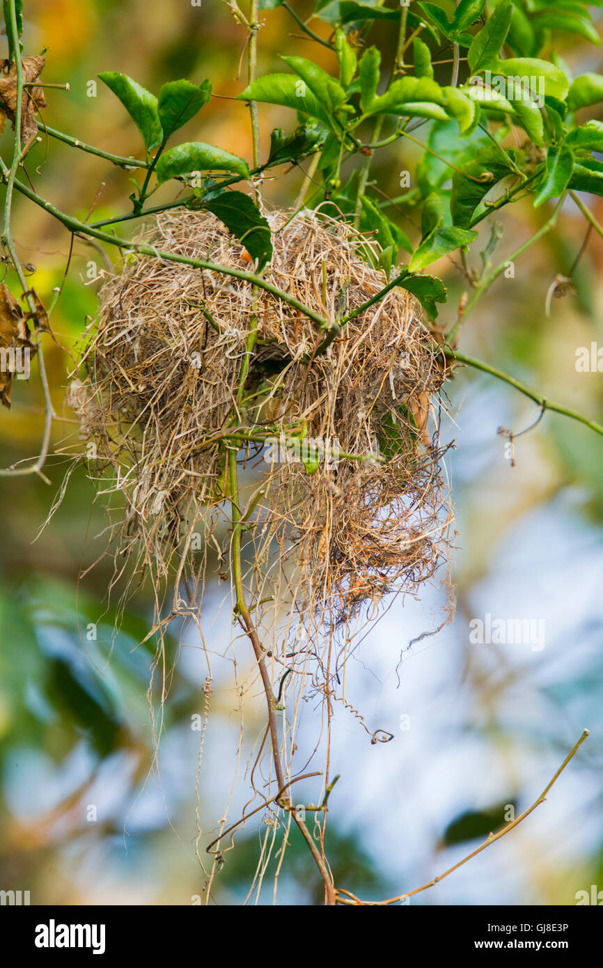 Sinaloa Wren Thryothorus sinaloa El Tuito, Jalisco, Mexico 14 June Nest ...