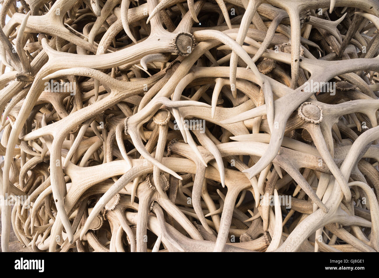 Antler anatomy hi-res stock photography and images - Alamy