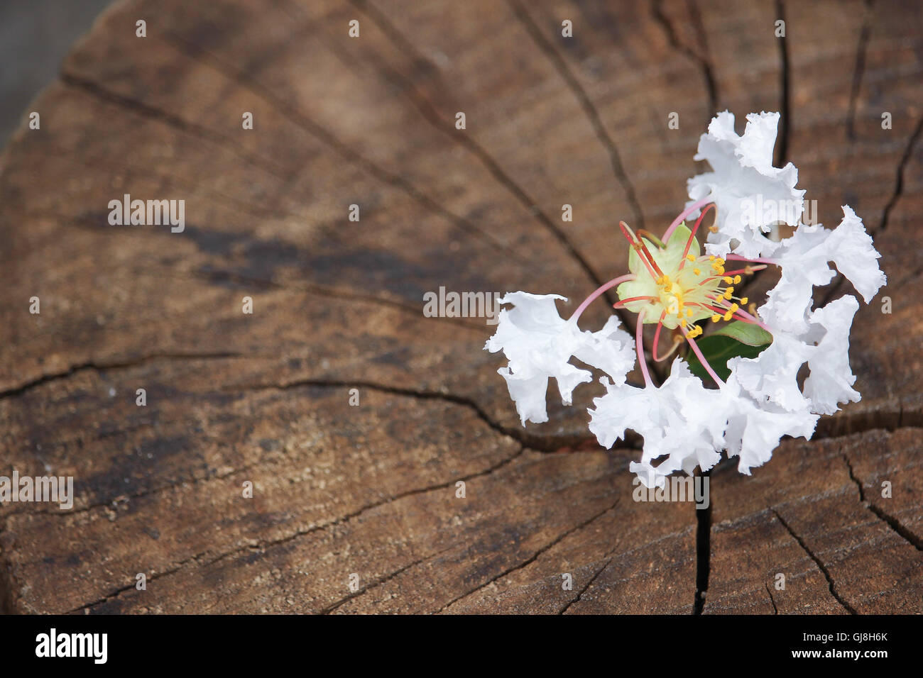 White tabebuia hi-res stock photography and images - Alamy