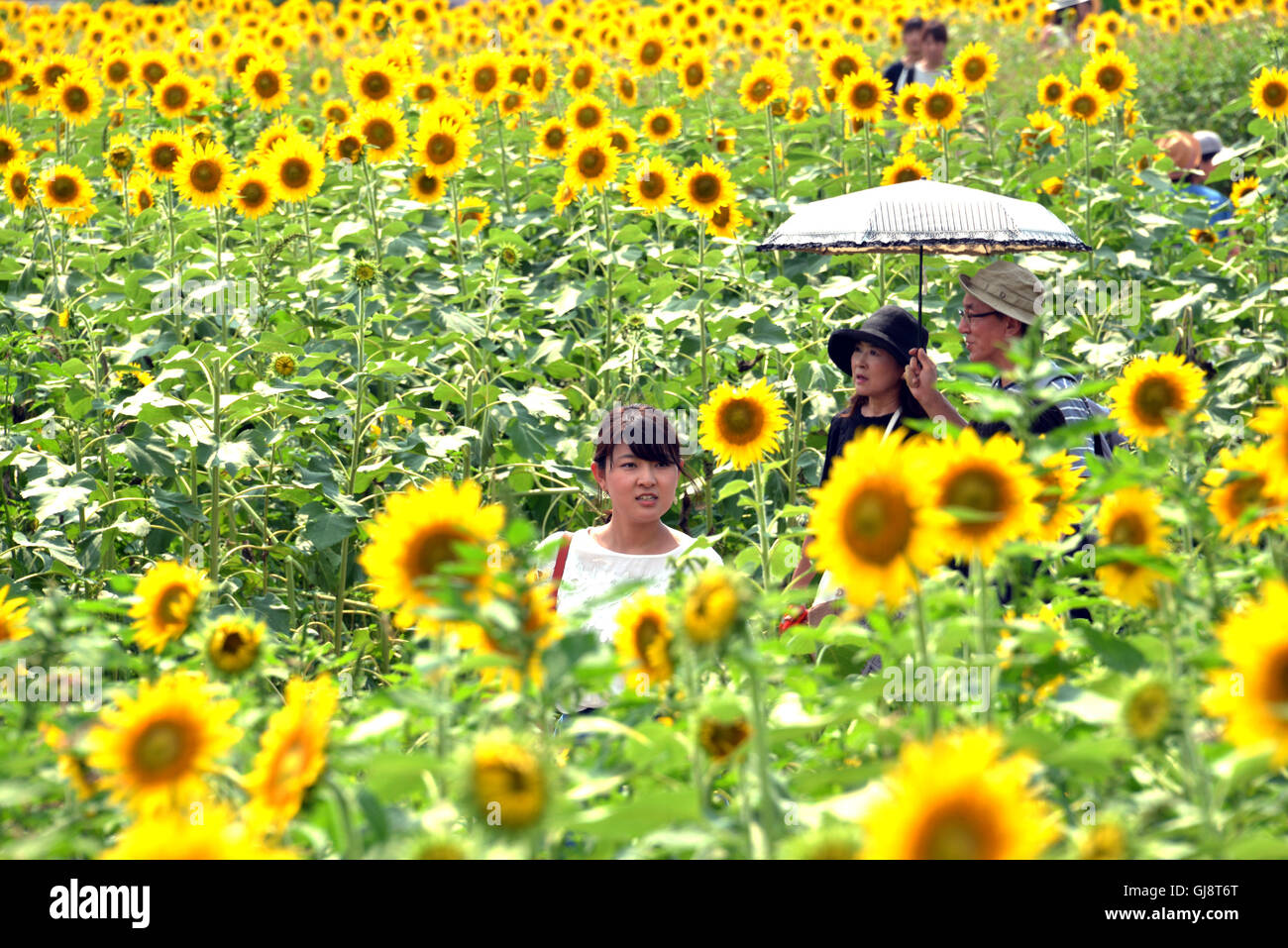 Zama, Japan. 13th Aug, 2016. Visitors walk in a field of sunflowers at ...