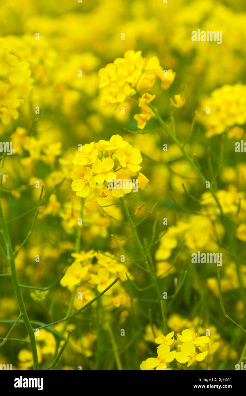 Jeju Island, Korea canola flower Stock Photo - Alamy